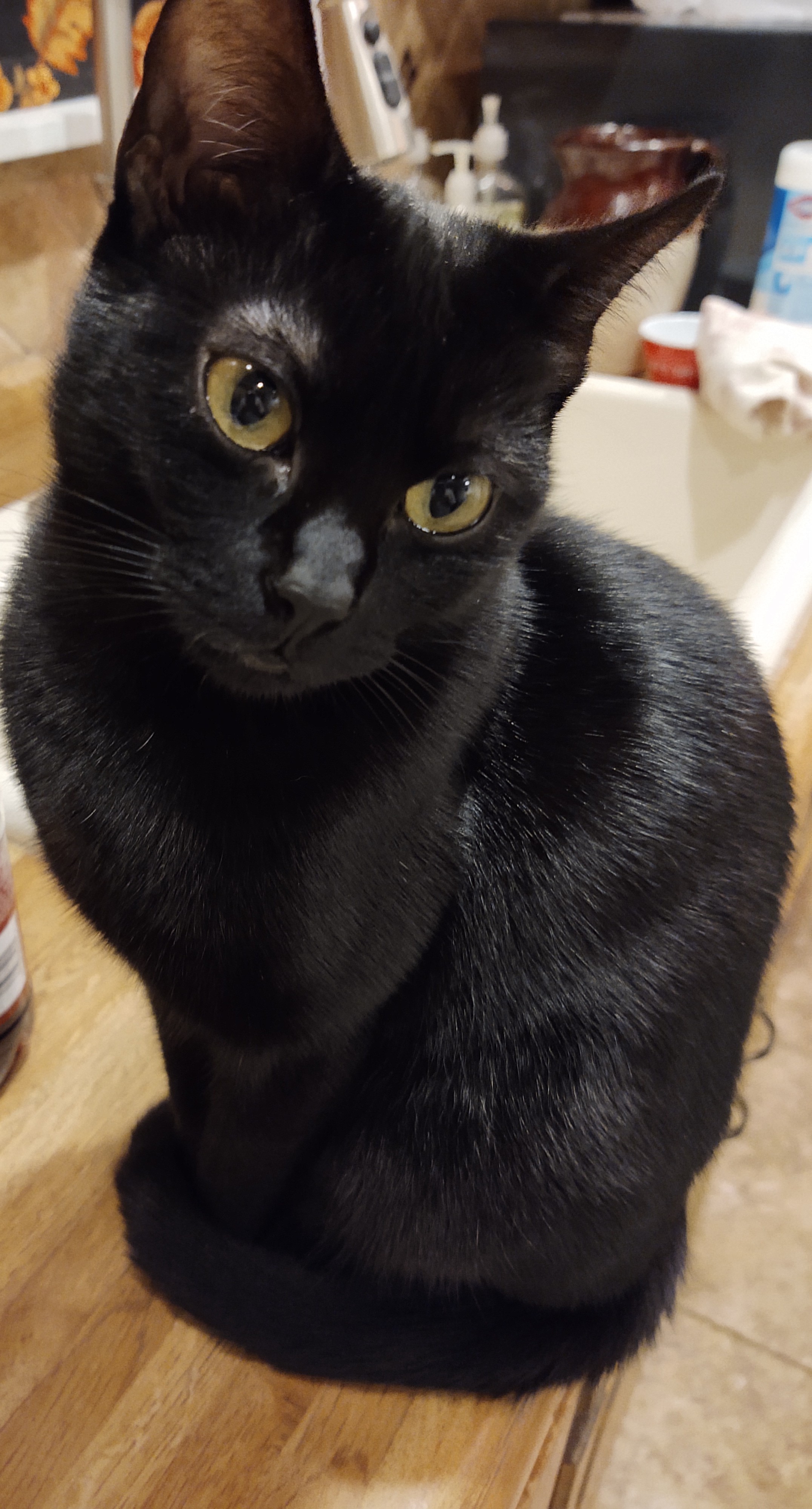 Facts About Mixed Mix Cat Breed - The Cutest Mixed Mix Photos