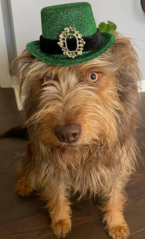 Miniature Rat Terrier Mix Dog Breed - The Cutest Miniature Rat Terrier ...