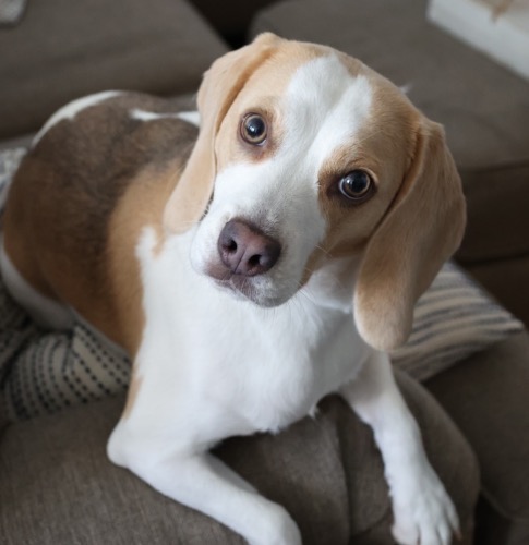 Miniature Beagle Dog Breed - The Cutest Miniature Beagle Photos