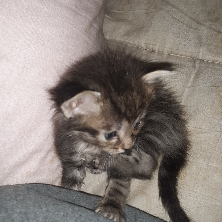 Khao Manee Mix Cat Breed - The Cutest Khao Manee Mix Photos