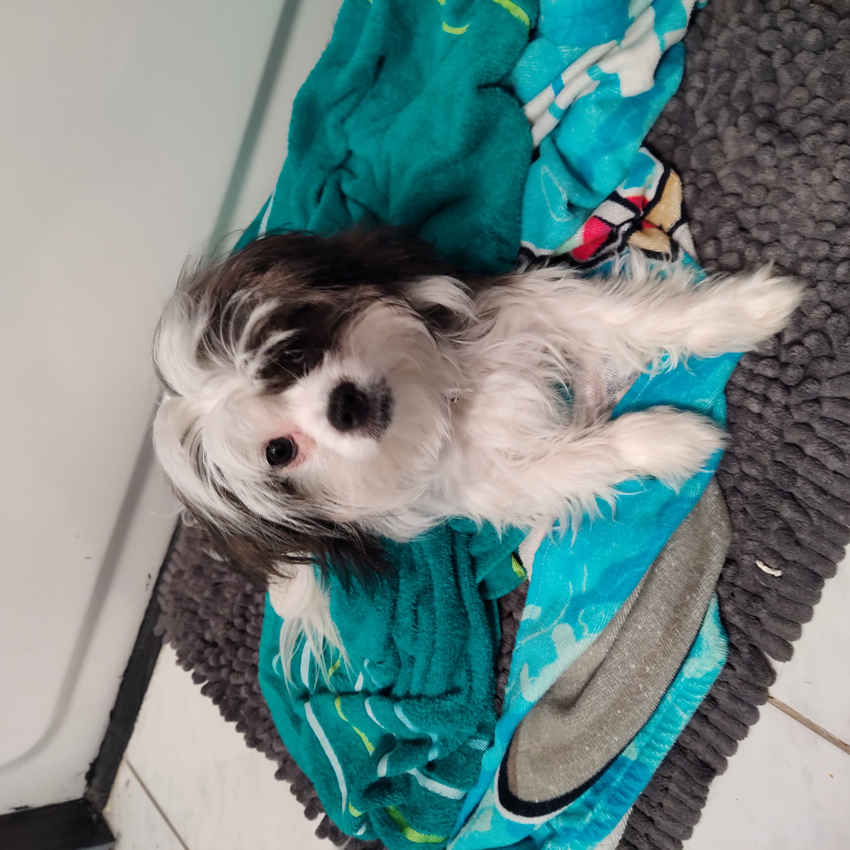 Jack A Poo Dog Breed - The Cutest Jack A Poo Photos