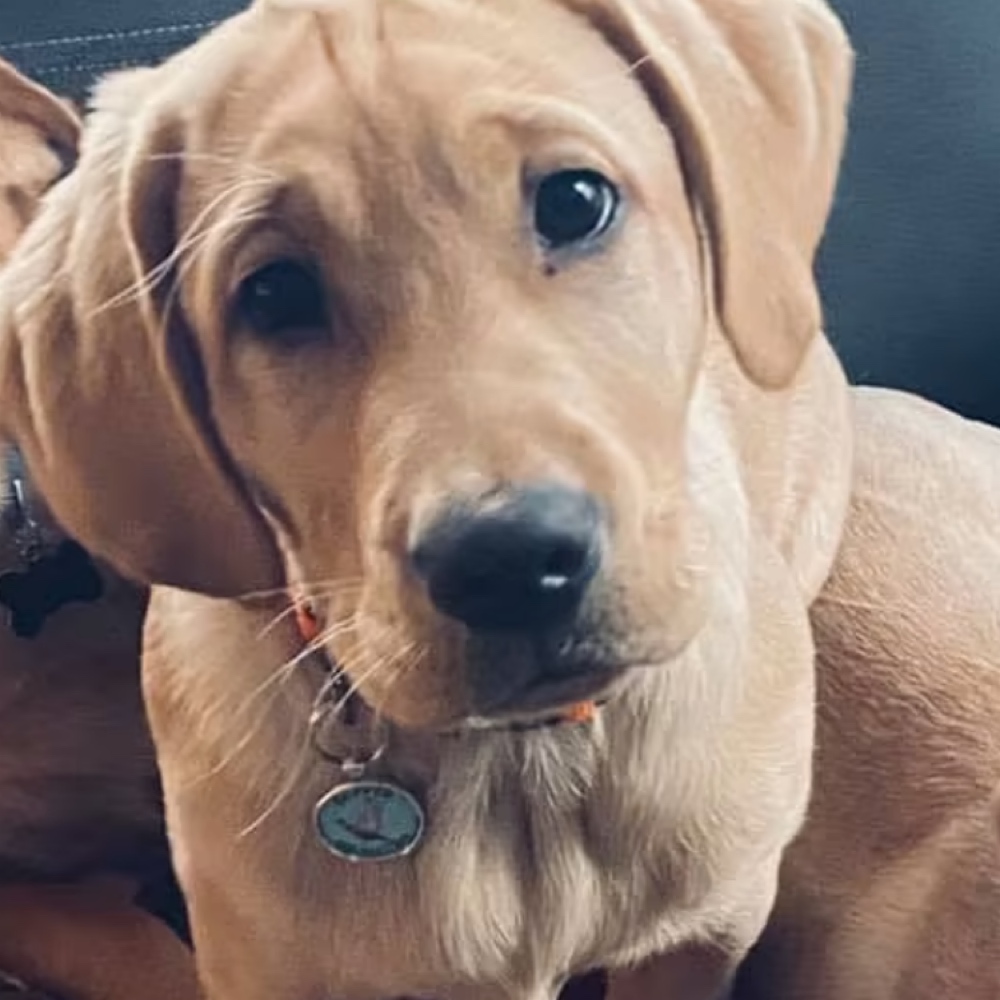 Red Labrador Retriever Dog Breed - The Cutest Red Labrador Retriever Photos