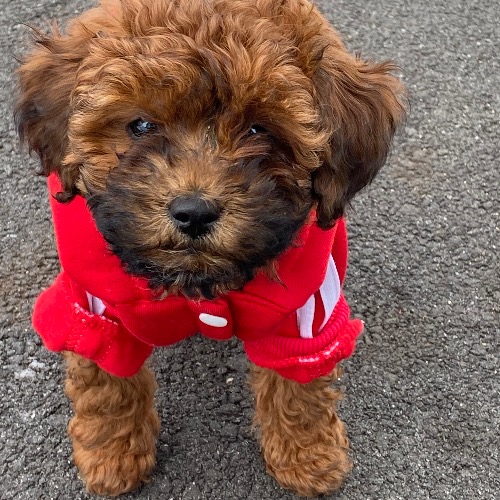 Havanese Mix Dog Breed - The Cutest Havanese Mix Photos