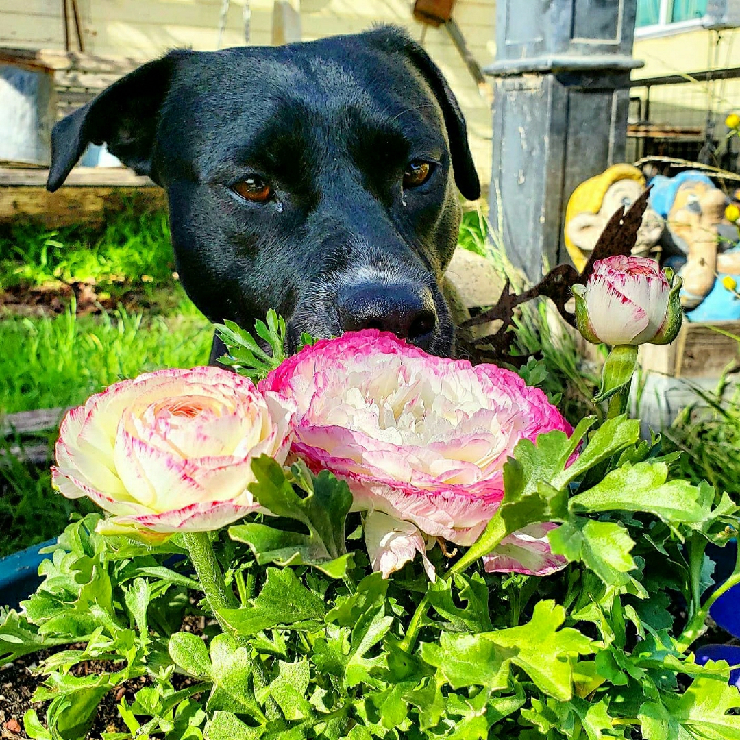 Labrabull Dog Breed - The Cutest Labrabull Photos