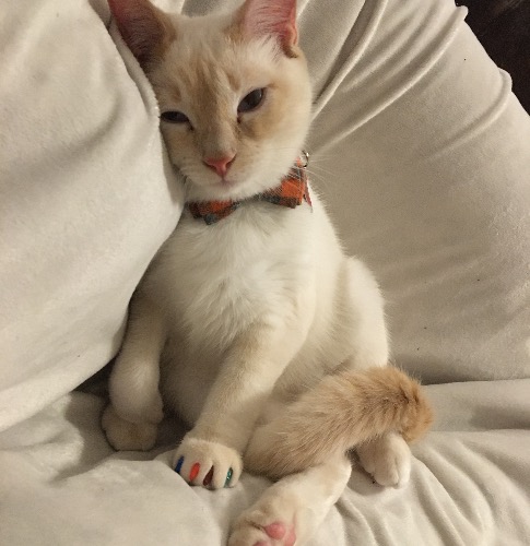 Siamese Mix Cat Breed - The Cutest Siamese Mix Photos