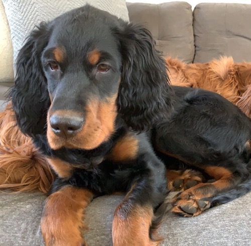 Irish Setter Dog Breed - The Cutest Irish Setter Photos