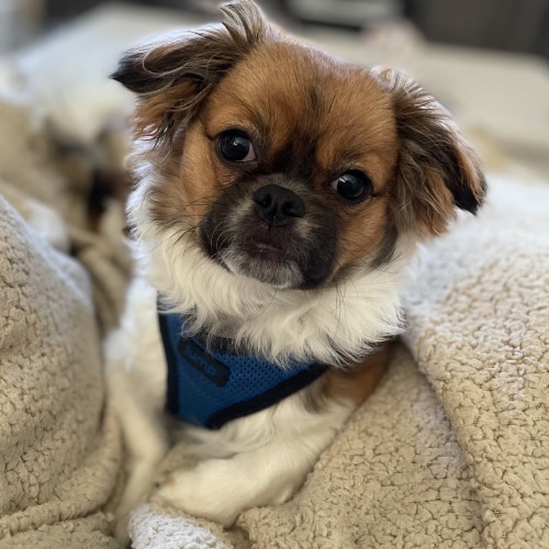 Pekingese Mix Dog Breed - The Cutest Pekingese Mix Photos