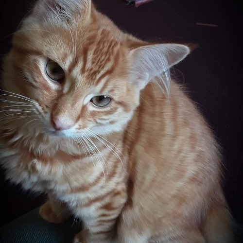 La Perm Mix Cat Breed - The Cutest La Perm Mix Photos