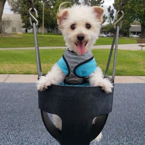 Maltipoo Mix Dog Breed - The Cutest Maltipoo Mix Photos