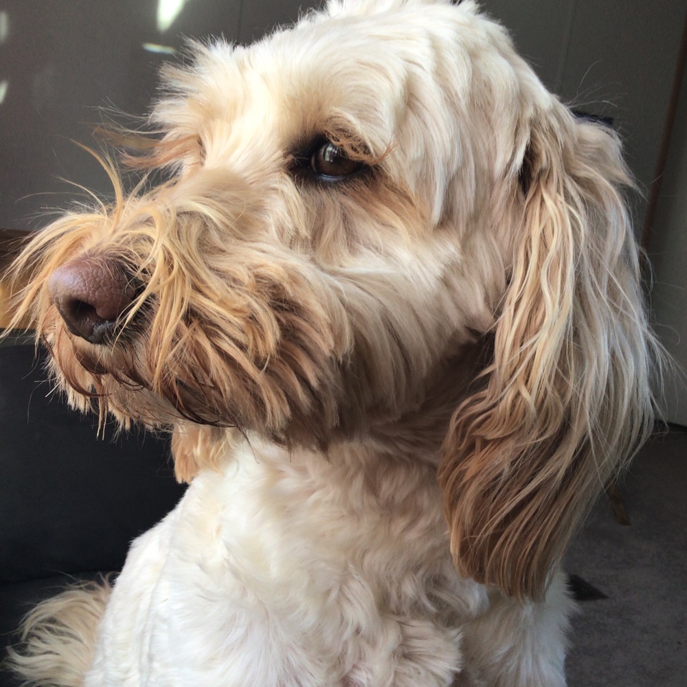 Labradoodle Mix Dog Breed - The Cutest Labradoodle Mix Photos