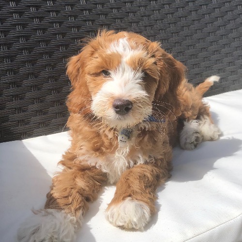 Labradoodle Mix Dog Breed - The Cutest Labradoodle Mix Photos