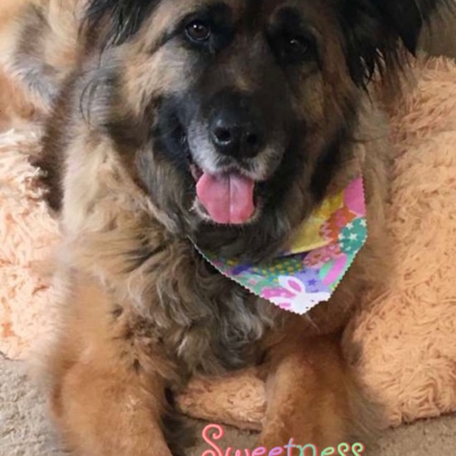 Leonberger Mix Dog Breed - The Cutest Leonberger Mix Photos