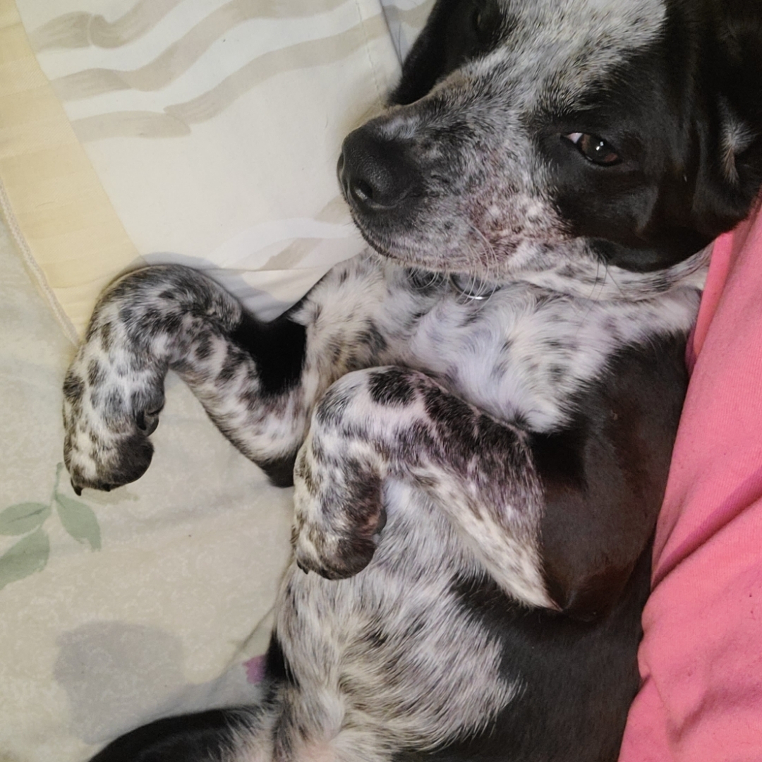 Miniature Beagle Mix Dog Breed - The Cutest Miniature Beagle Mix Photos