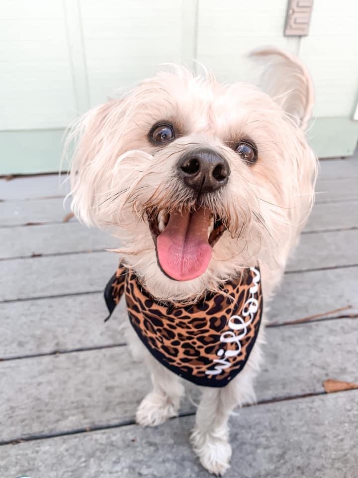 Yorktese Mix Dog Breed - The Cutest Yorktese Mix Photos