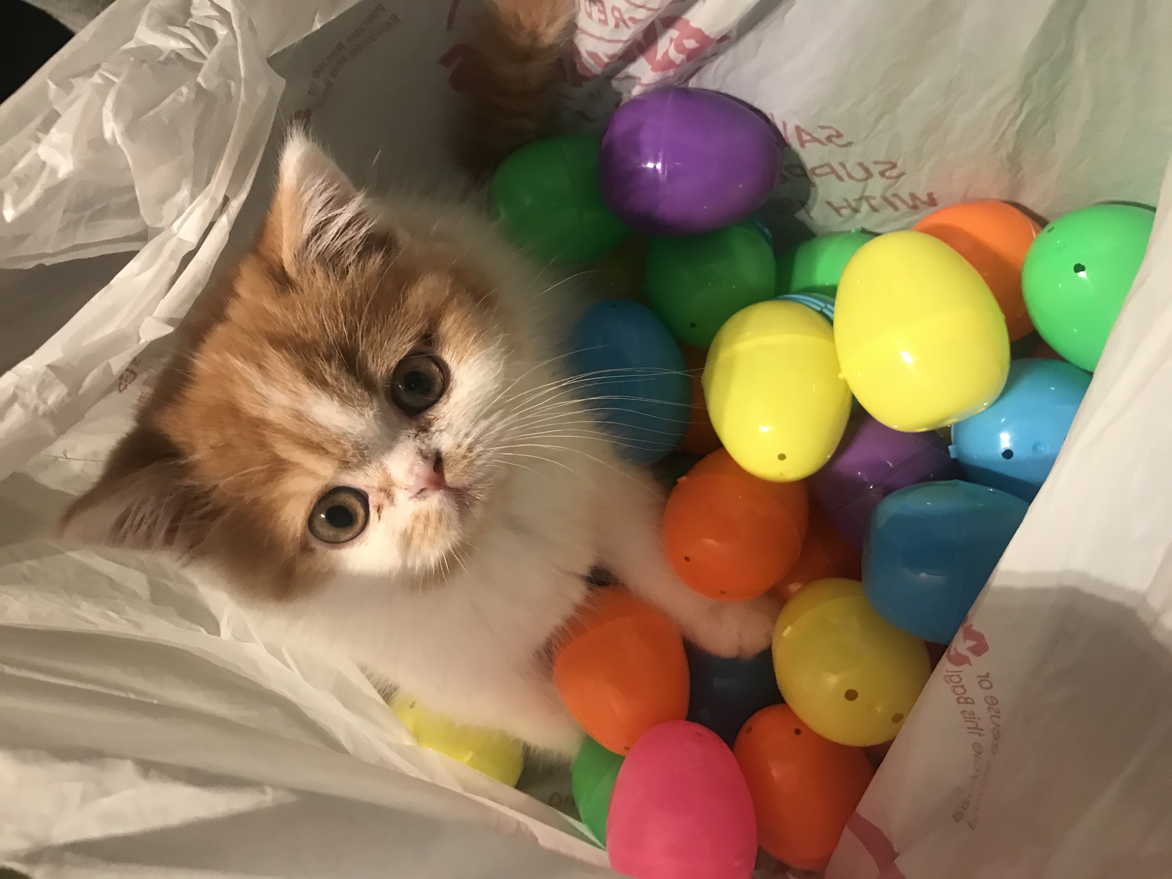 Exotic Shorthair Cat Breed The Cutest Exotic Shorthair Photos exotic-shorthair-cat-breed-the-cutest-exotic-shorthair-photos