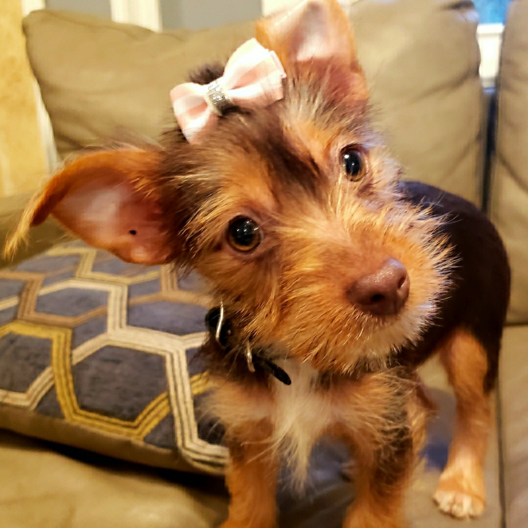Chorkie Dog Breed - The Cutest Chorkie Photos