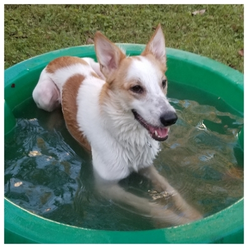 Rough Collie Mix Dog Breed - The Cutest Rough Collie Mix Photos