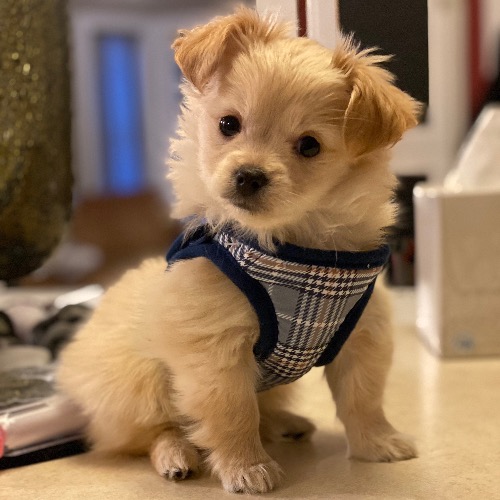 Maltipoo Mix Dog Breed - The Cutest Maltipoo Mix Photos
