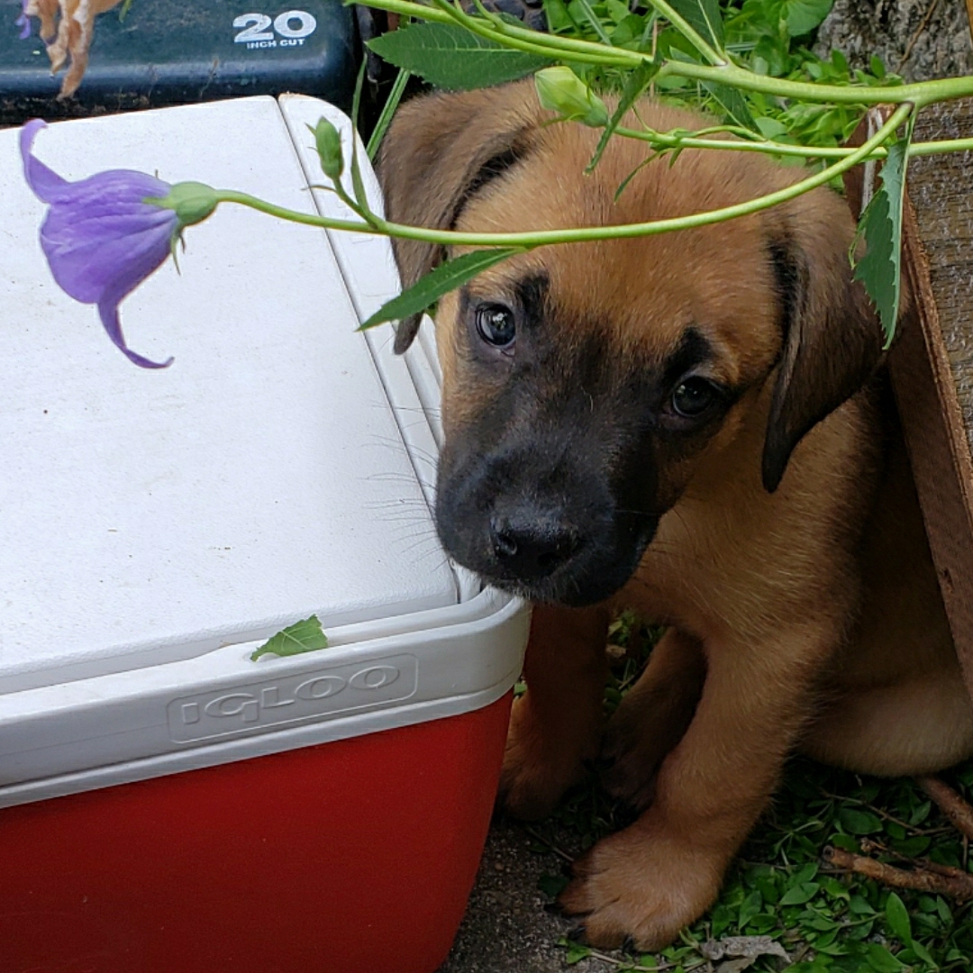 Labrabull Mix Dog Breed - The Cutest Labrabull Mix Photos