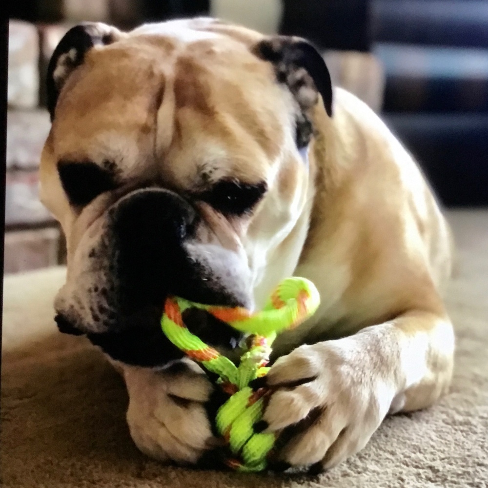 American Bulldog Mix Dog Breed - The Cutest American Bulldog Mix Photos