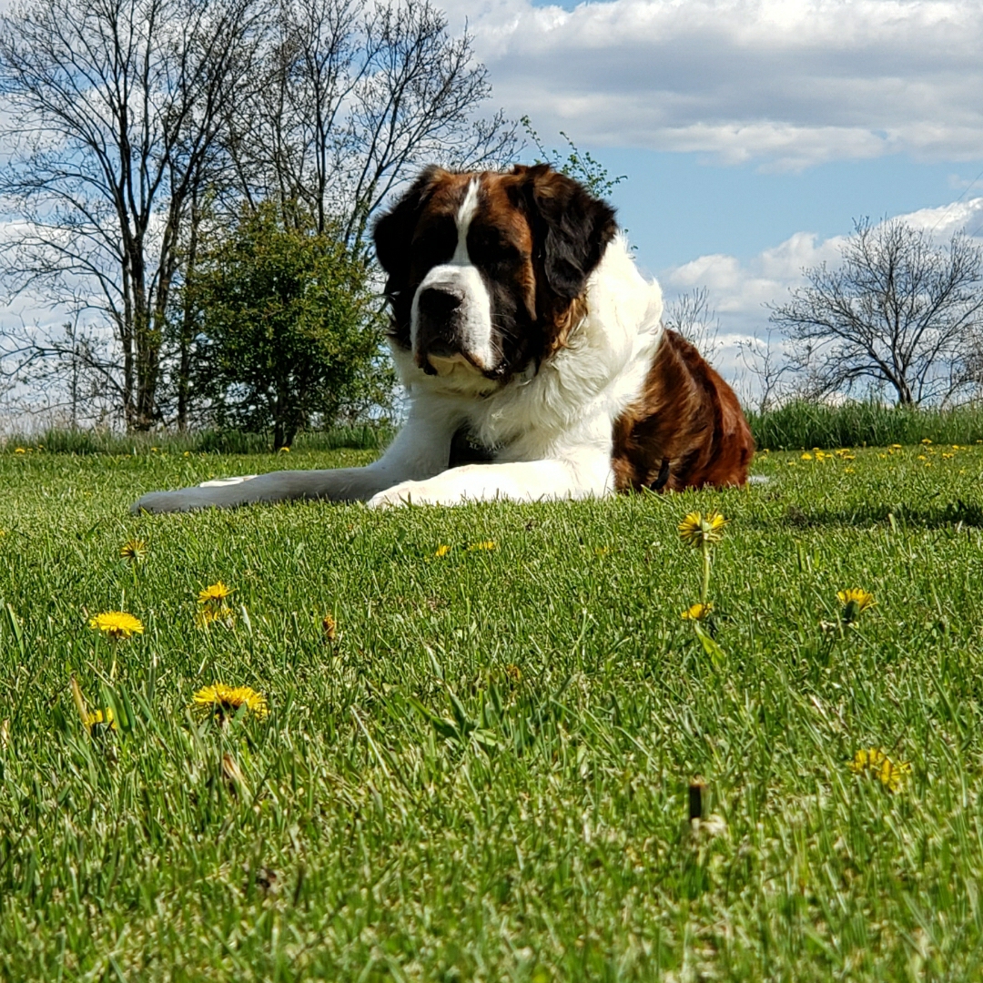Saint Bernard Dog Breed - The Cutest Saint Bernard Photos