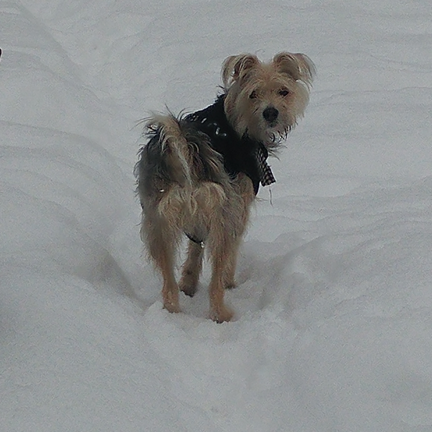 Shiba Inu Mix Dog Breed - The Cutest Shiba Inu Mix Photos