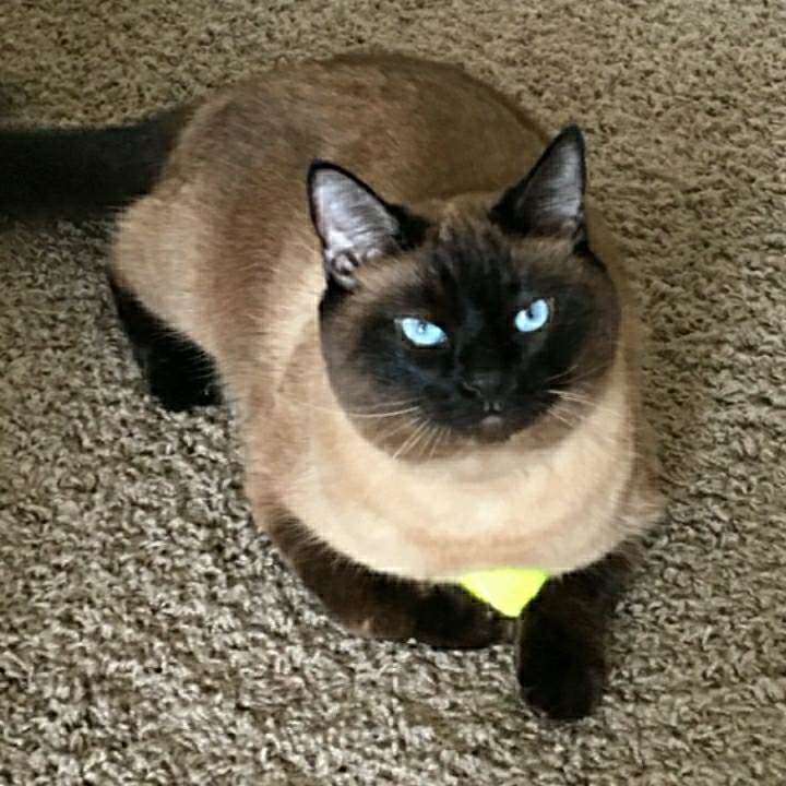 Applehead Siamese Cat Breed - The Cutest Applehead Siamese Photos