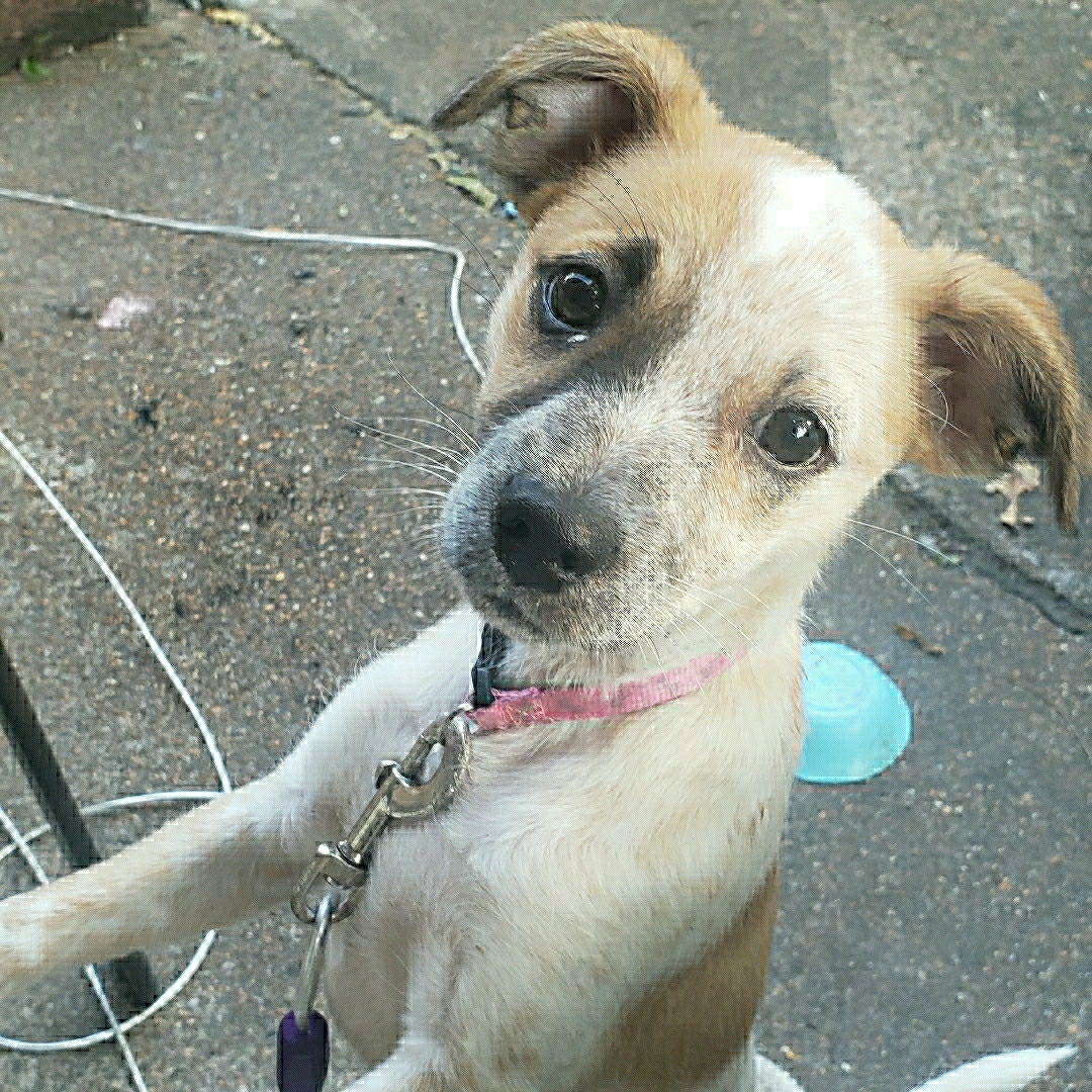 Heeler Mix Dog Breed - The Cutest Heeler Mix Photos