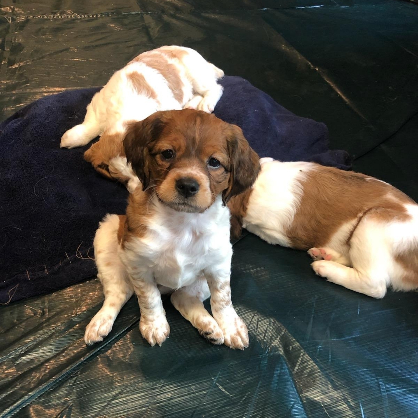 English Setter Dog Breed - The Cutest English Setter Photos