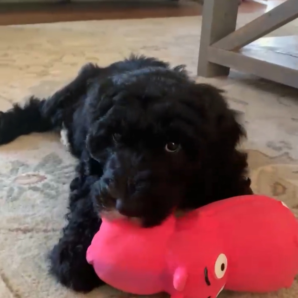 Havapoo Dog Breed - The Cutest Havapoo Photos