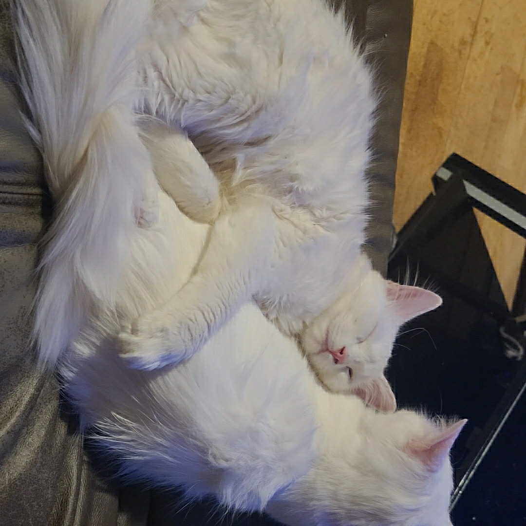 Turkish Angora Mix Cat Breed - The Cutest Turkish Angora Mix Photos