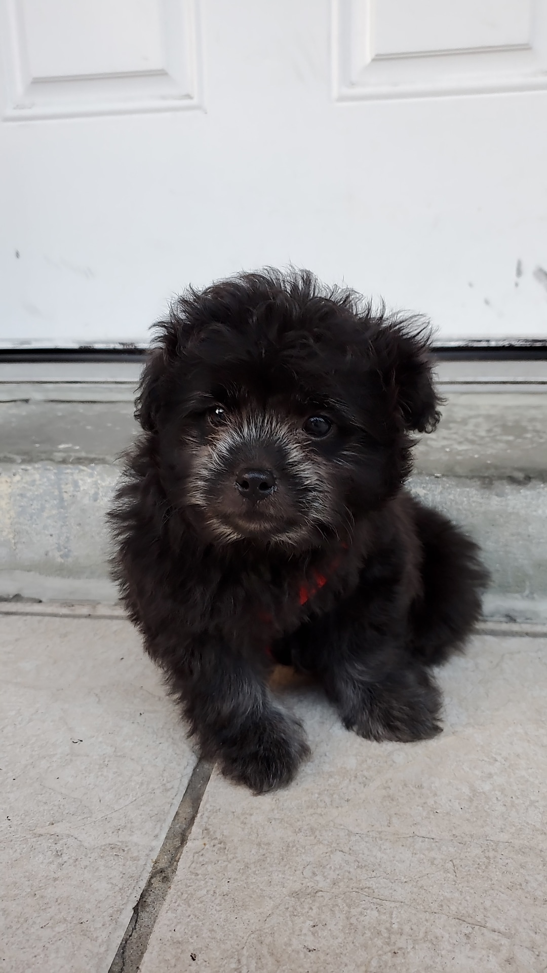 Schweenie Dog Breed - The Cutest Schweenie Photos