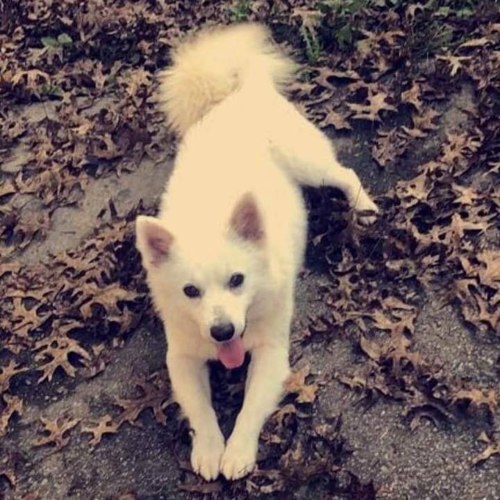 Japanese Spitz Dog Breed - The Cutest Japanese Spitz Photos