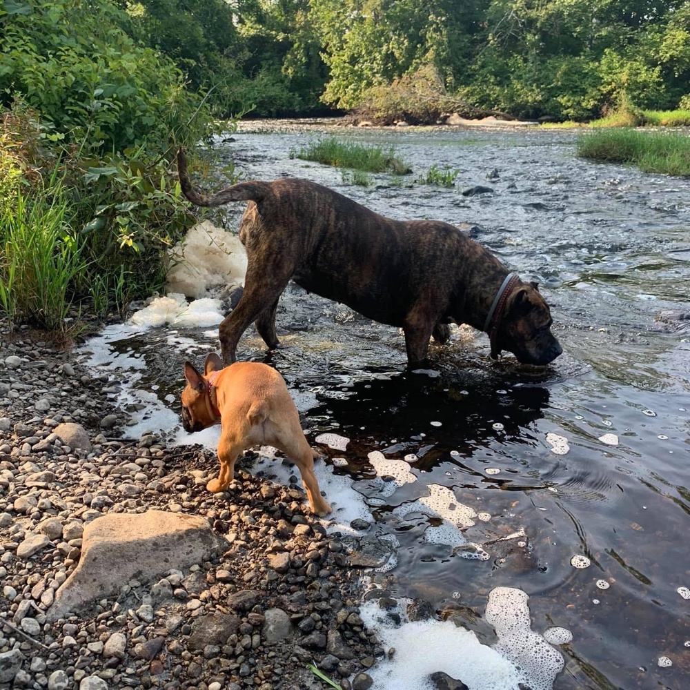 Perro De Presa Canario Dog Breed - The Cutest Perro De Presa Canario Photos