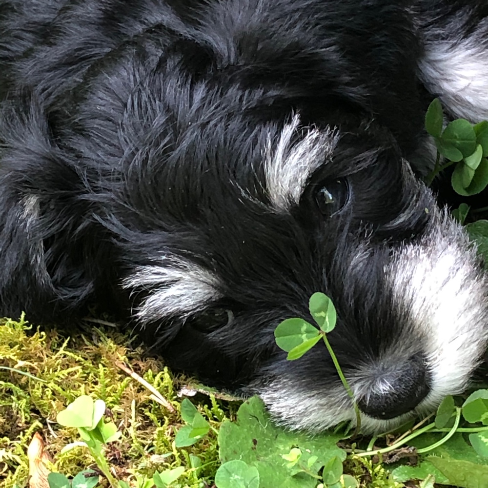 Miniature Schauzer Dog Breed - The Cutest Miniature Schauzer Photos