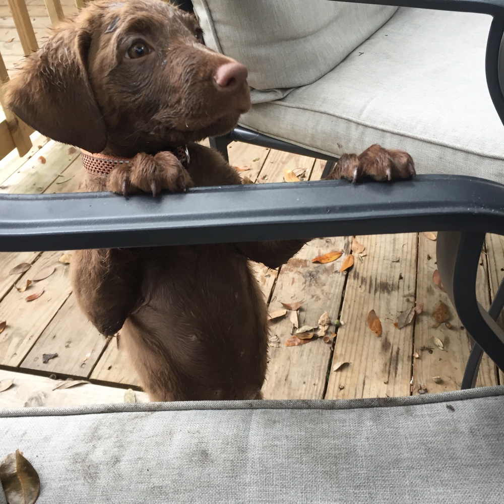 Chesapeake Bay Retriever Mix Dog Breed - The Cutest Chesapeake Bay ...