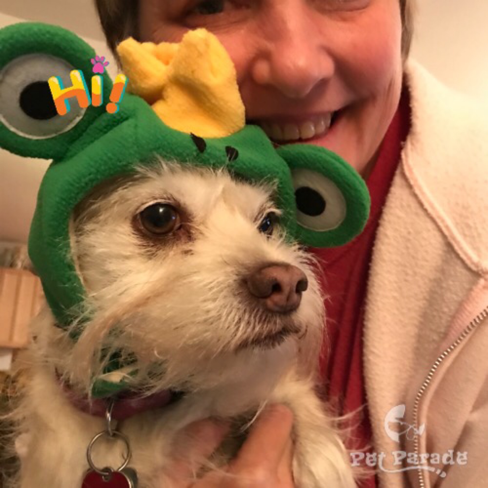 Chizer Dog Breed - The Cutest Chizer Photos