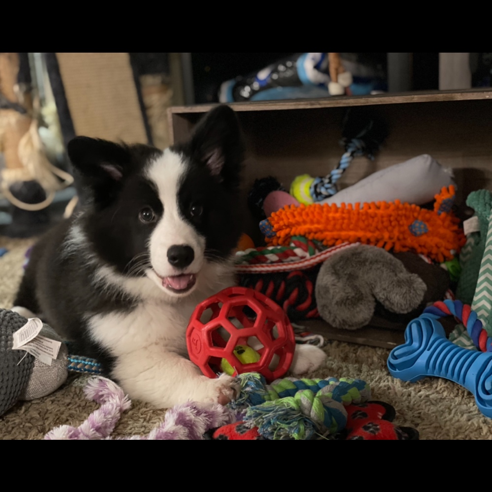 Borgi Dog Breed - The Cutest Borgi Photos