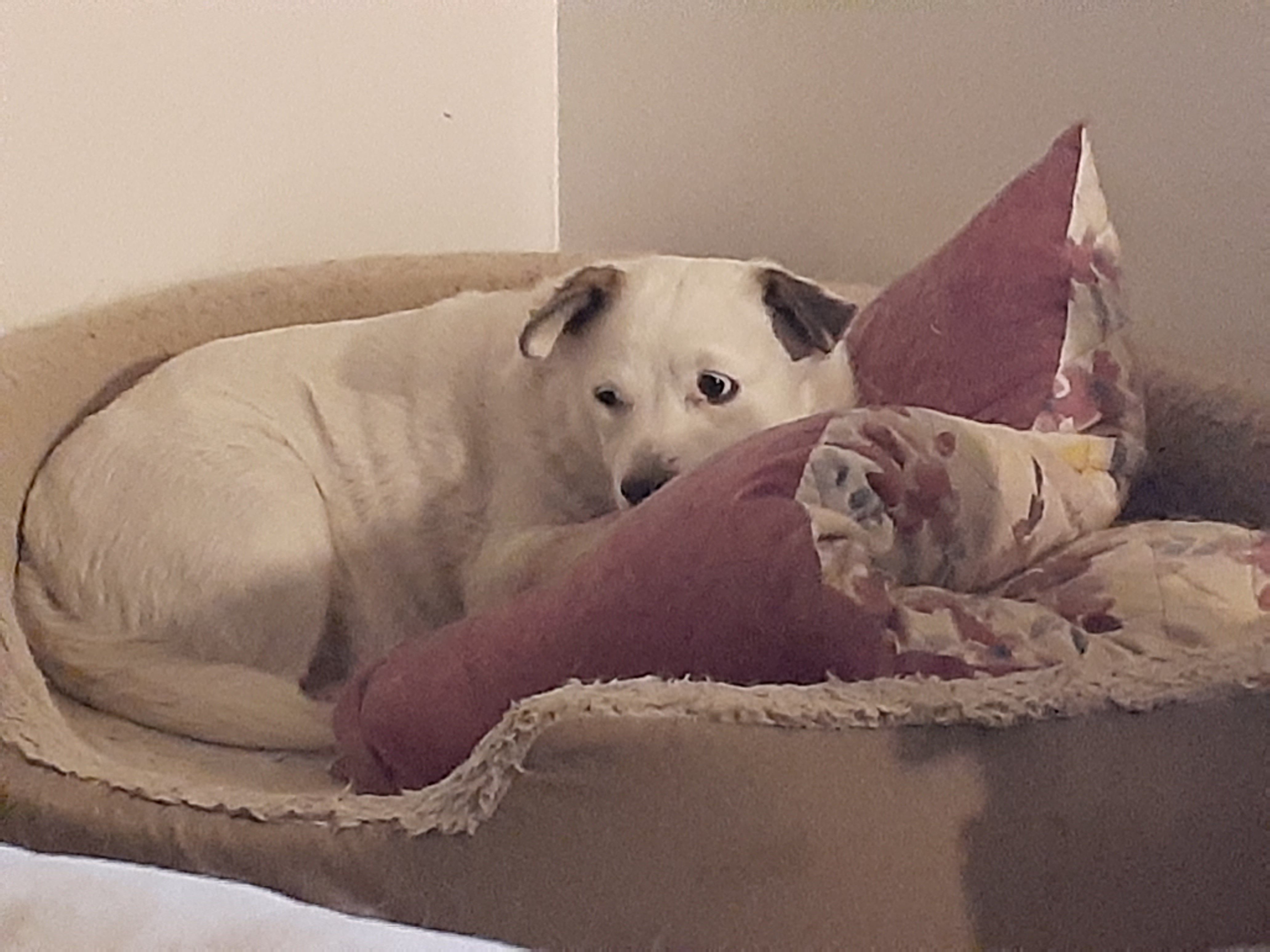 Cojack Mix Dog Breed - The Cutest Cojack Mix Photos