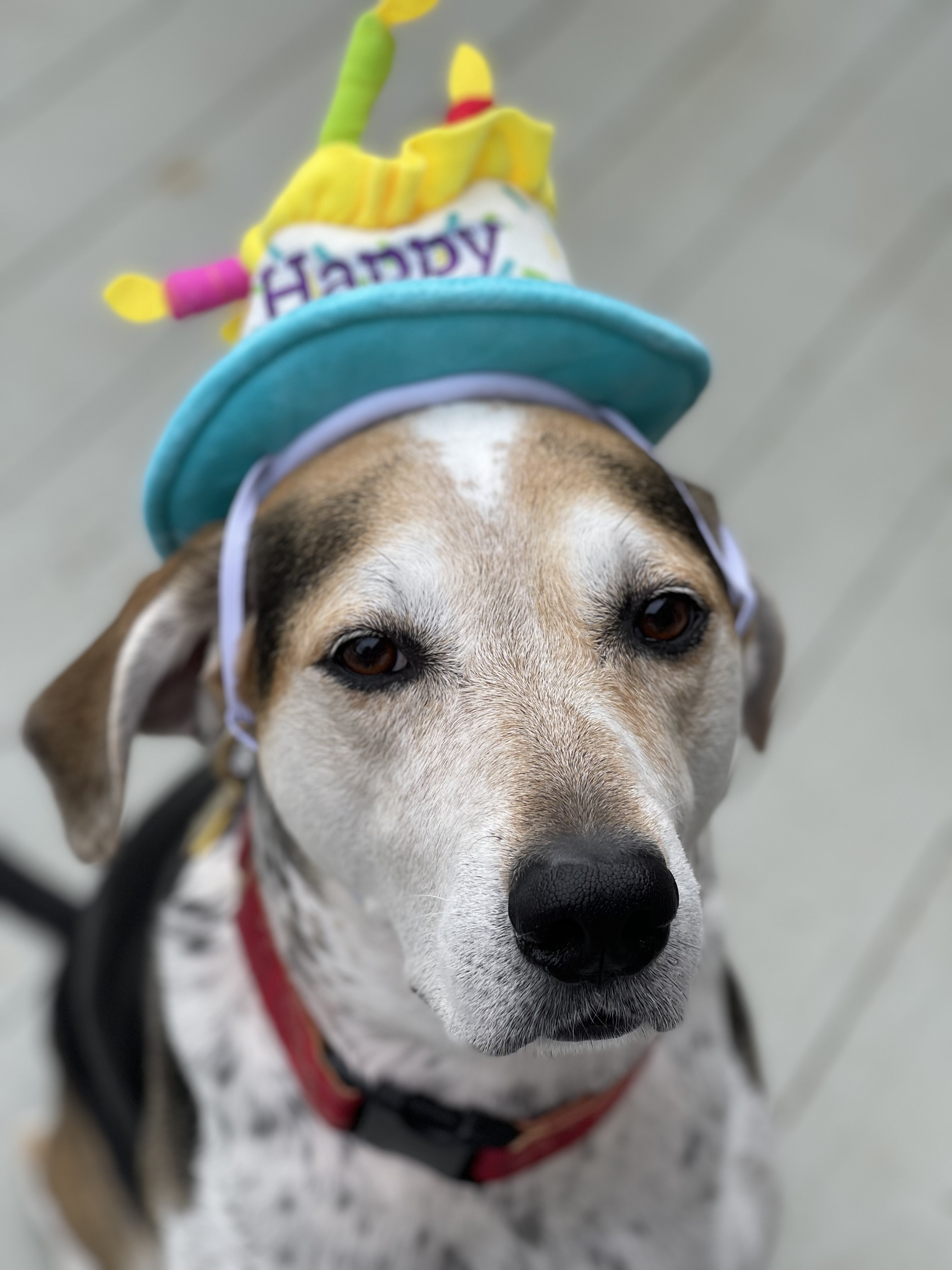 Coonhound Mix Dog Breed - The Cutest Coonhound Mix Photos