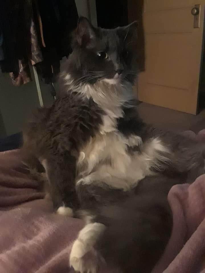 Maine Coon Mix Cat Breed - The Cutest Maine Coon Mix Photos