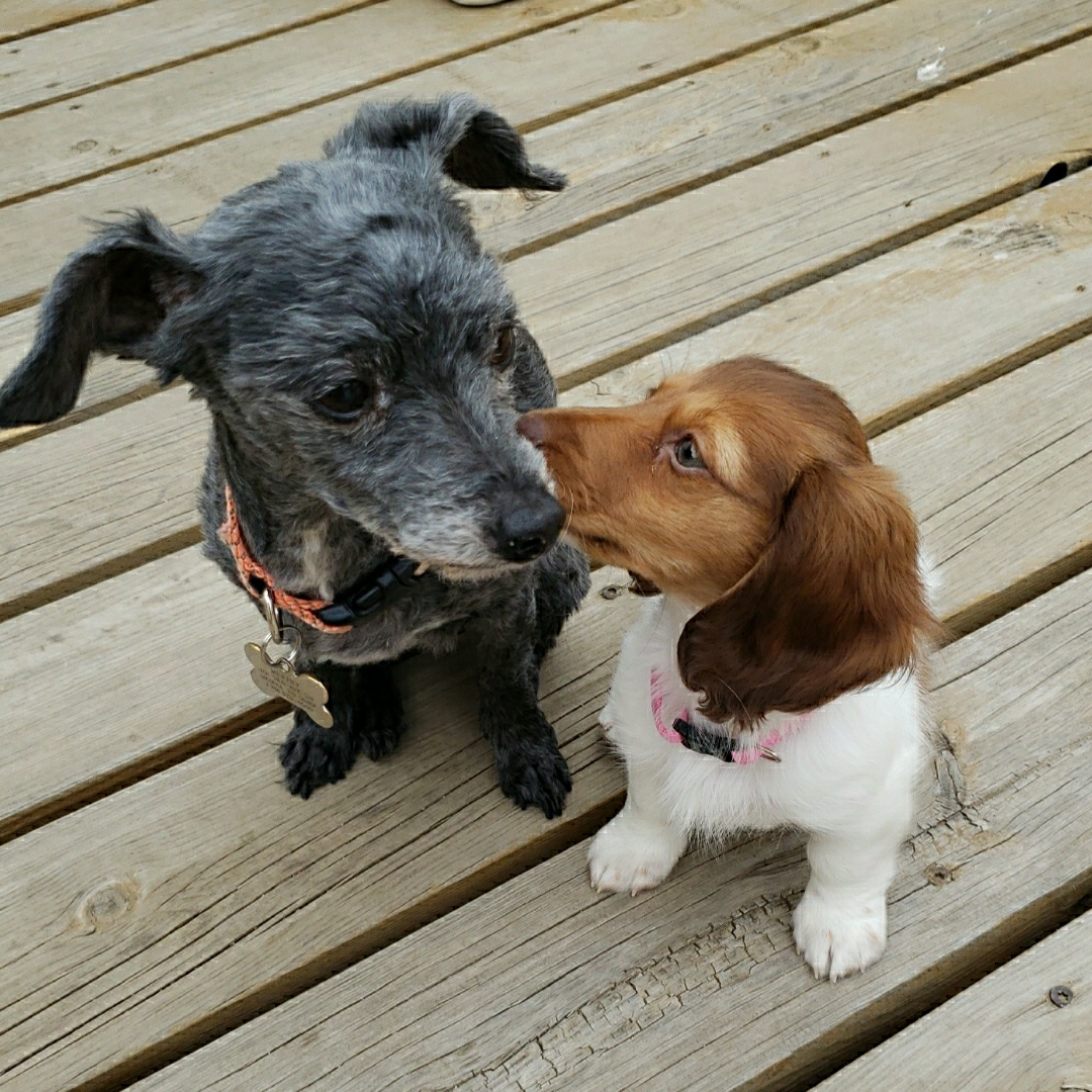 Poochon Dog Breed - The Cutest Poochon Photos