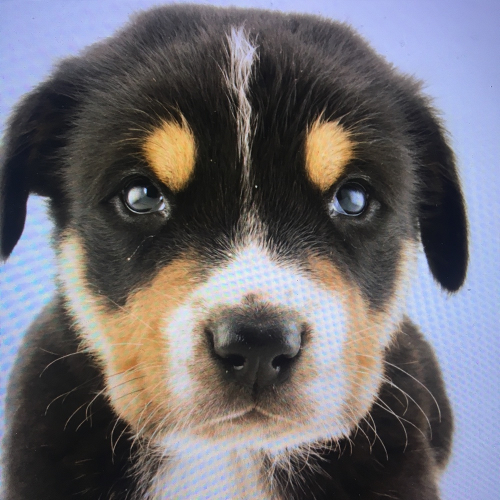 Mountain Feist Dog Breed - The Cutest Mountain Feist Photos