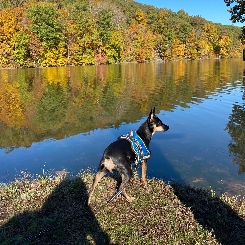 Miniature Rat Terrier Mix Dog Breed - The Cutest Miniature Rat Terrier ...