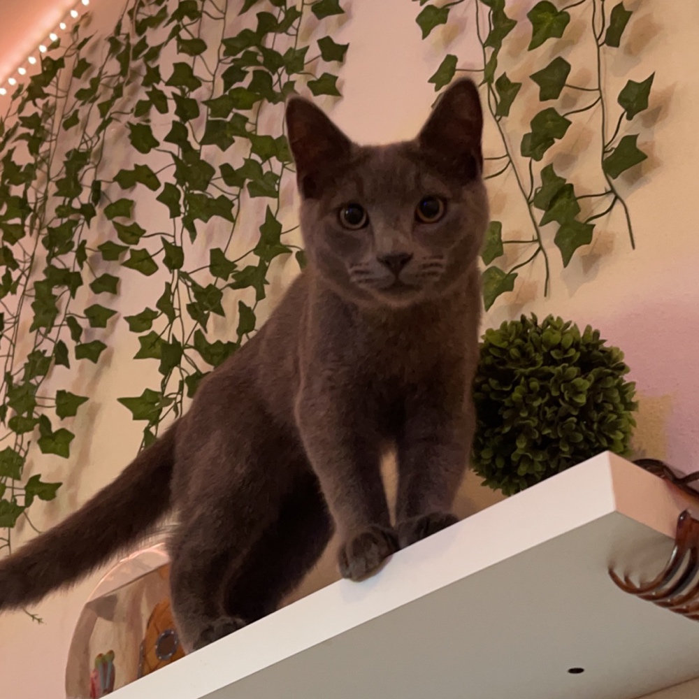 Korat Cat Breed - The Cutest Korat Photos