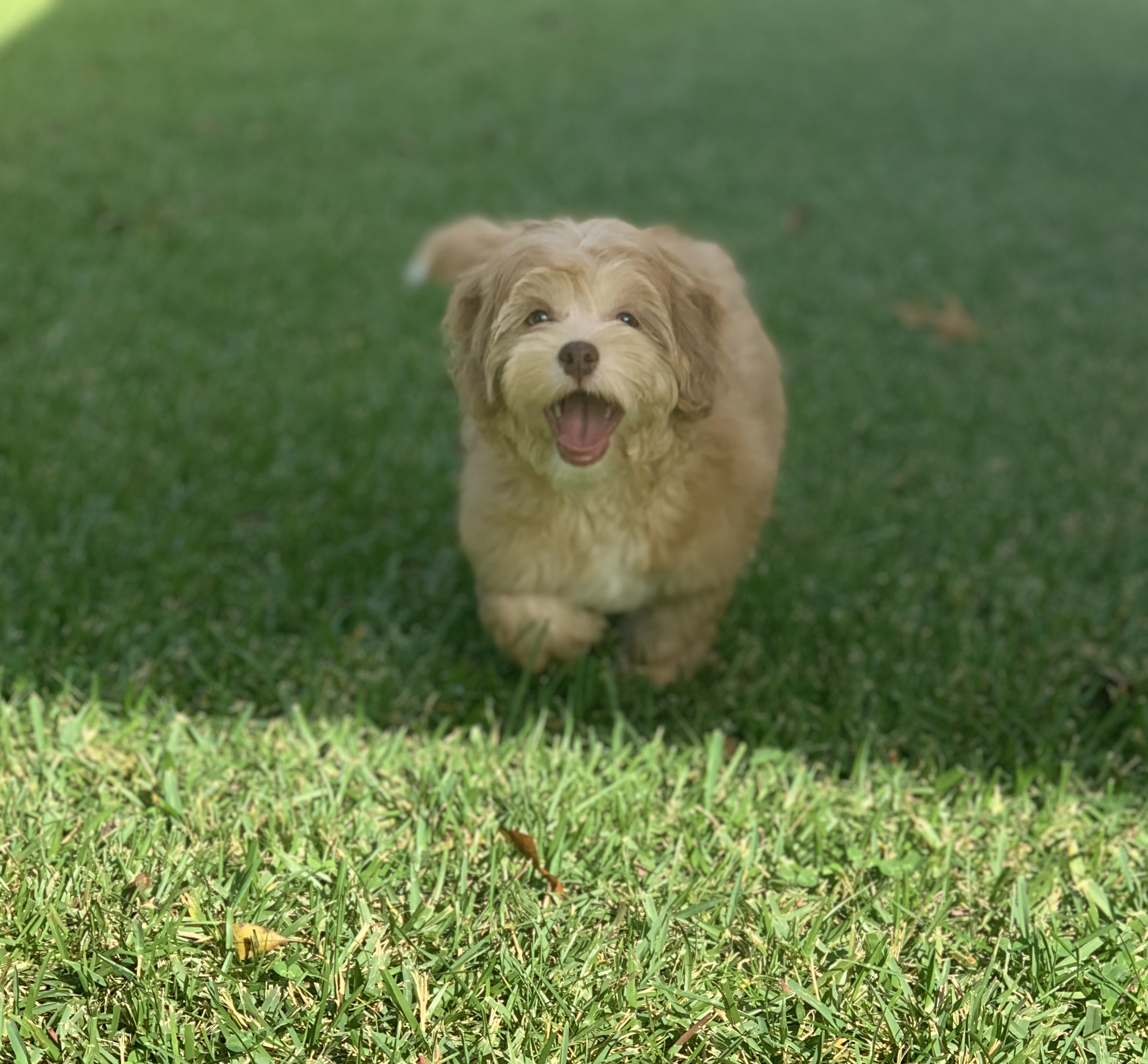 Schweenie Mix Dog Breed - The Cutest Schweenie Mix Photos