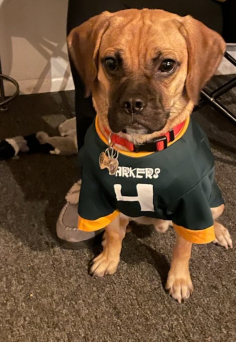 Puggle Mix Dog Breed - The Cutest Puggle Mix Photos