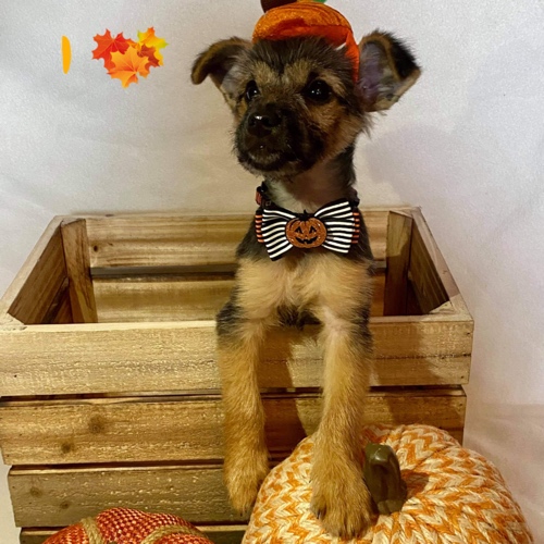 Yorkillon Dog Breed - The Cutest Yorkillon Photos