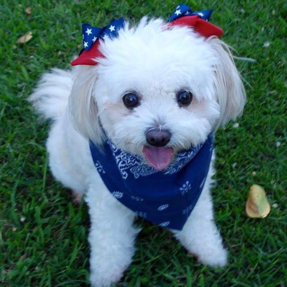 Pomapoo Dog Breed - The Cutest Pomapoo Photos