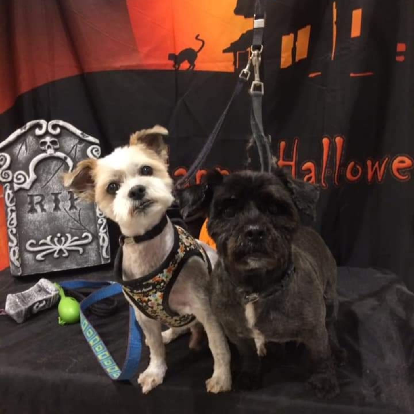 Mal Shi Mix Dog Breed - The Cutest Mal Shi Mix Photos